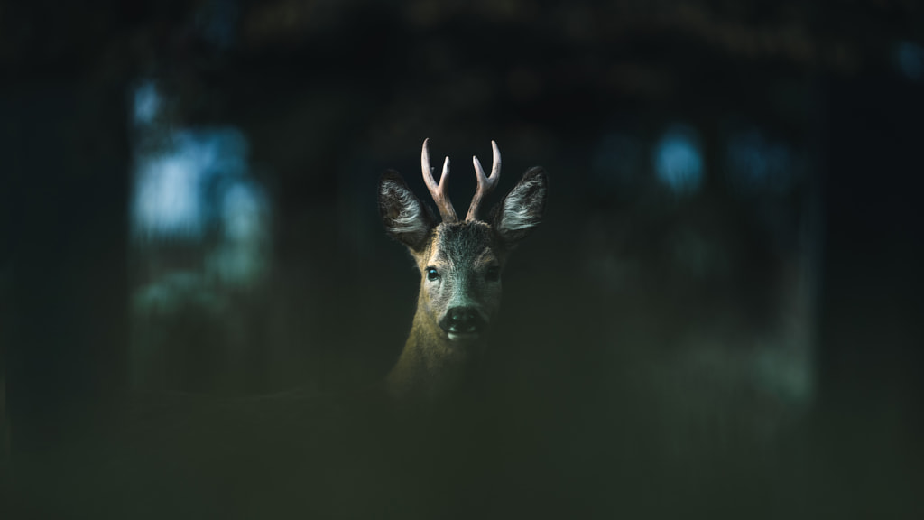 Hide in the shadows by Fab. / 500px