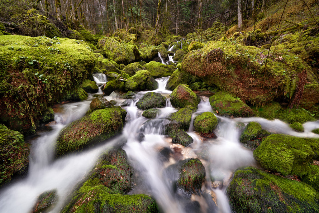 Mossy river in undergrowth by Robert Didierjean / 500px