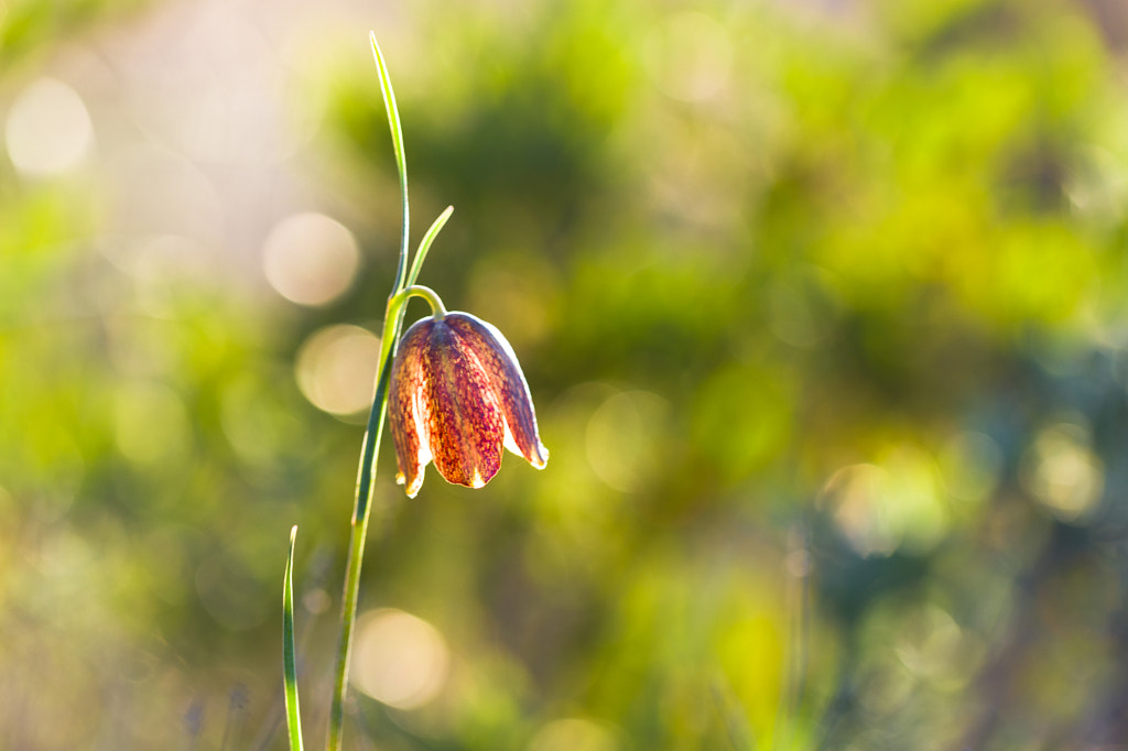 El gorrito de hada by Natalie / 500px