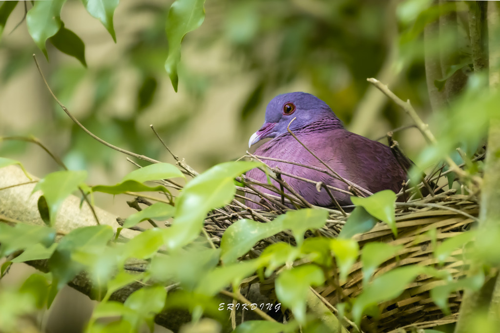 close-up of nesting Malagasy turtle dove by Erik Ding / 500px