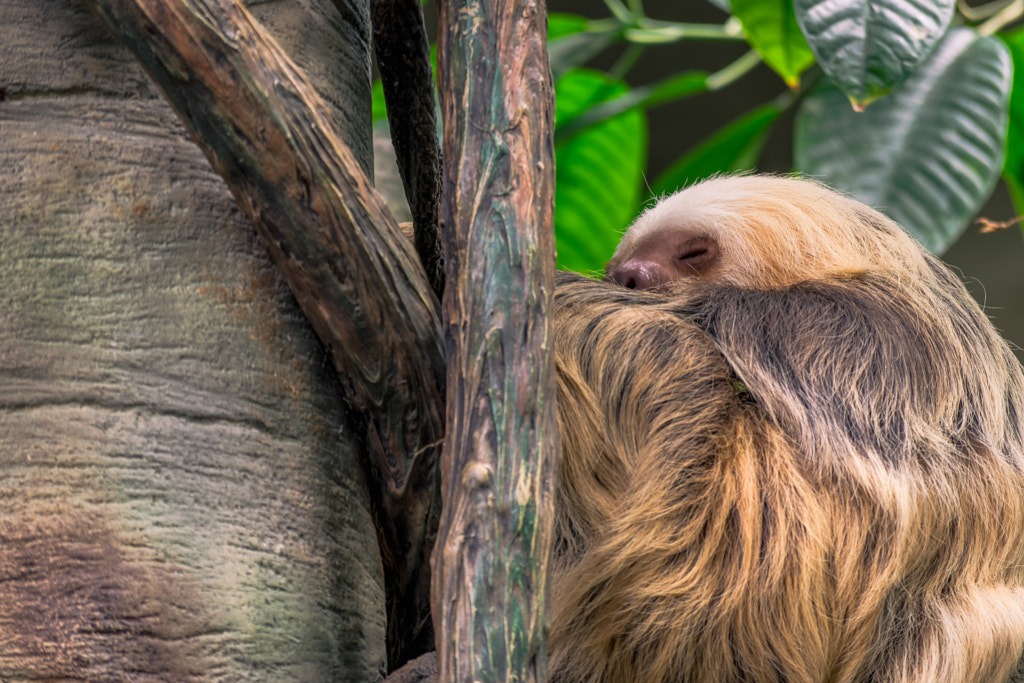 Napping Tree Sloth Upright Sit by Stacey Koehler / 500px