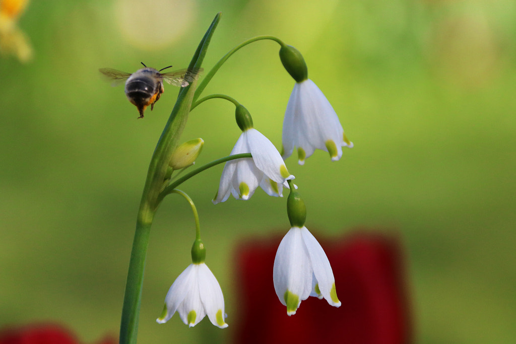 Nivéole de Primptemps by Corbi / 500px