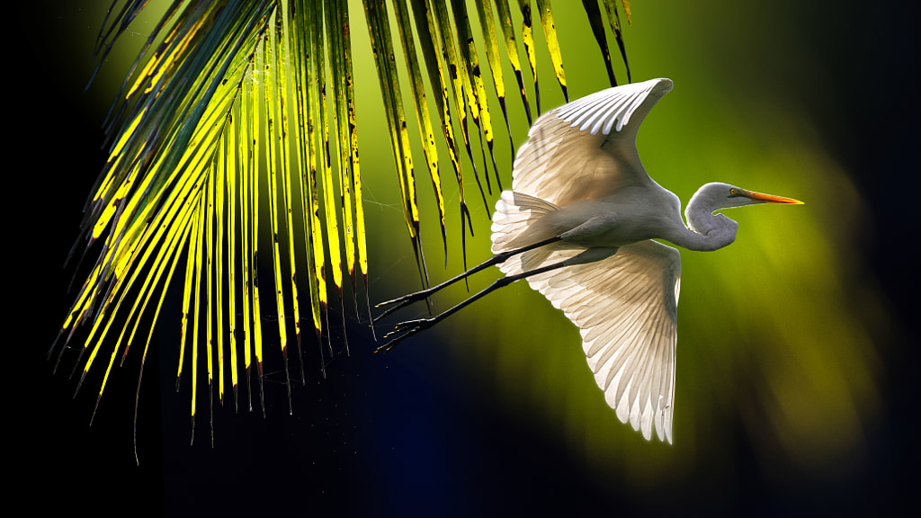 Angels Beckon Me ! by Sunil / 500px