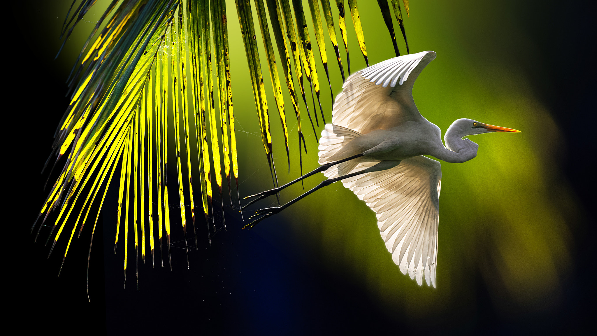 Angels Beckon Me ! by Sunil / 500px