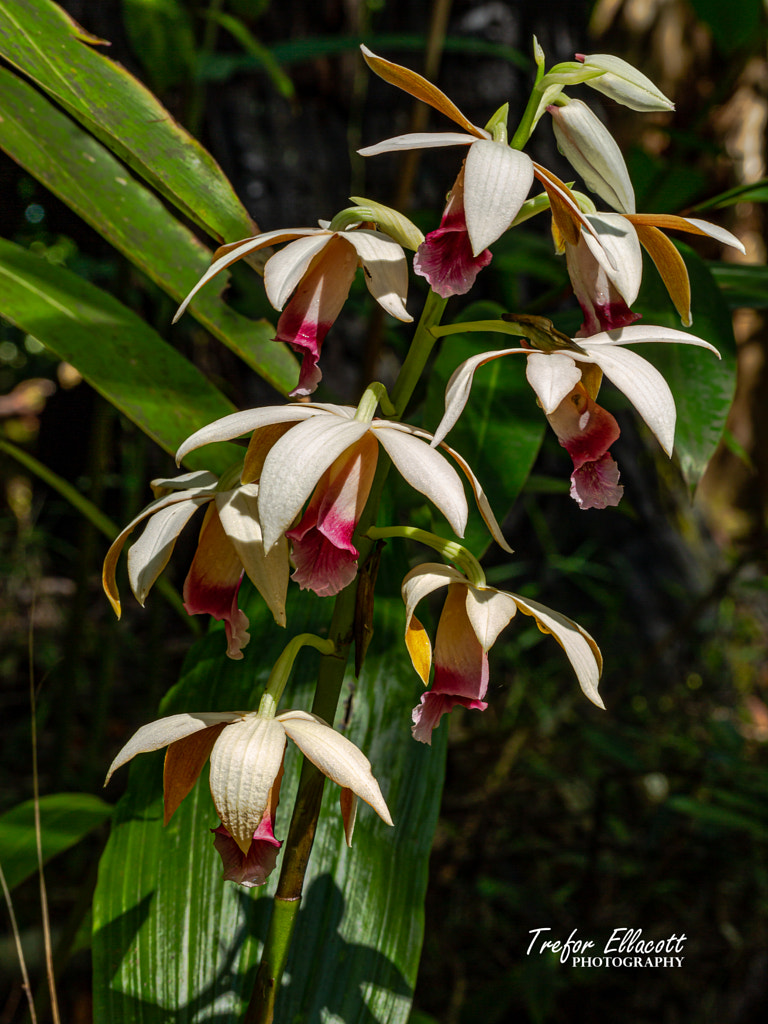 Southern Swamp Orchid (Phaius australis) 23_01 by Trefor Ellacott / 500px