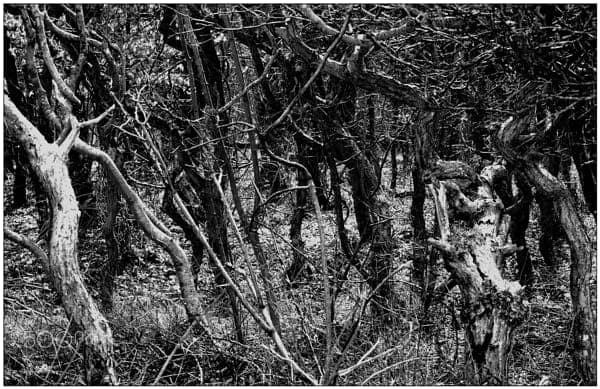 Spooky Twisted Trees in Black and White Forest | landscape photo by ...
