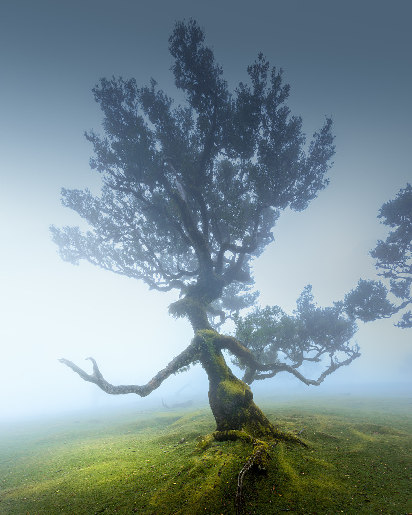 ,,Meeting with the most human tree" by Roberto De Simone / 500px