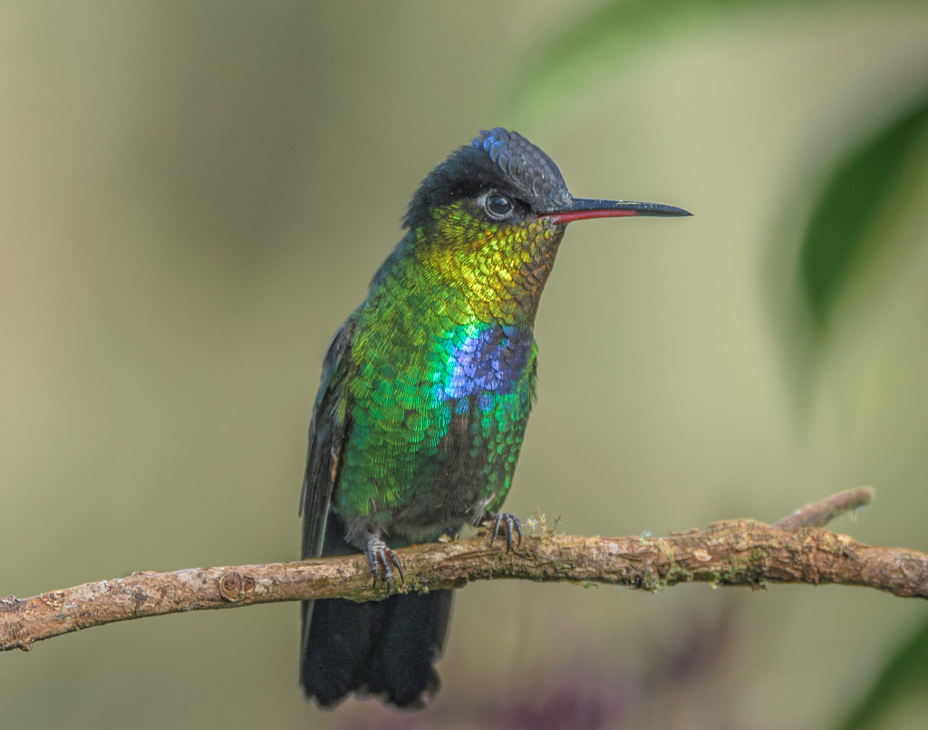 Magnificent Hummingbird by Richard Goodenough / 500px
