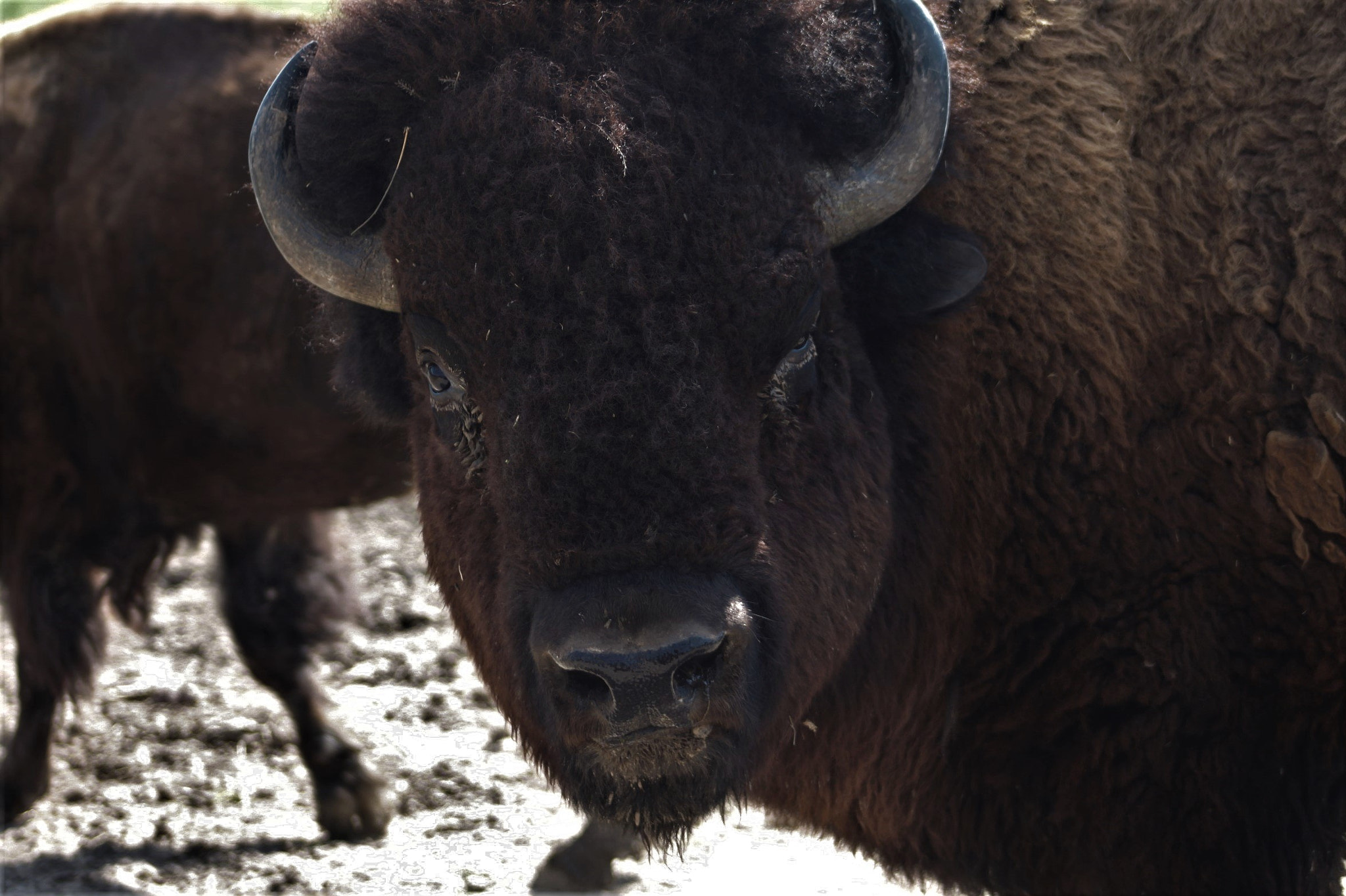 Bison "Tatanka" by Kim Barry / 500px