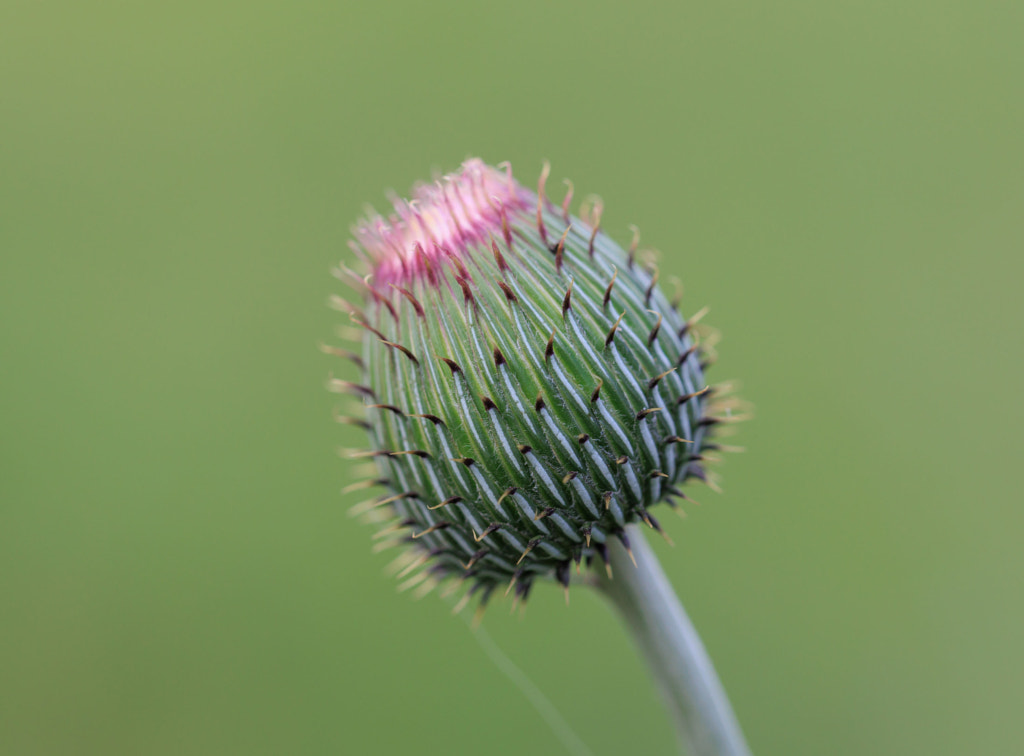 Thistle by Vince Curletta / 500px