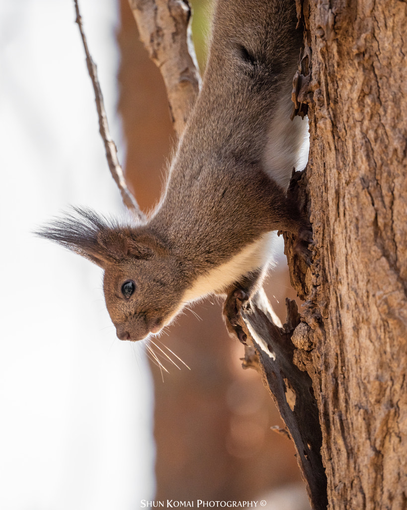 Ezo Red Squirrel in spring by shun komai / 500px