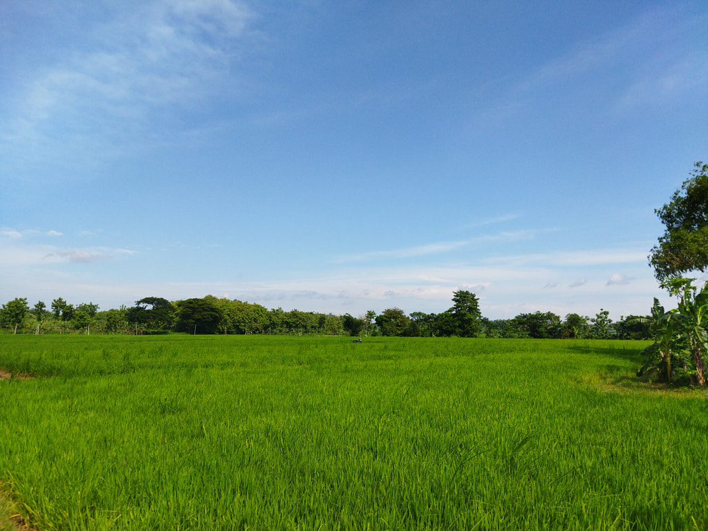 Scenic view of agricultural field against sky by Galih Saputra / 500px