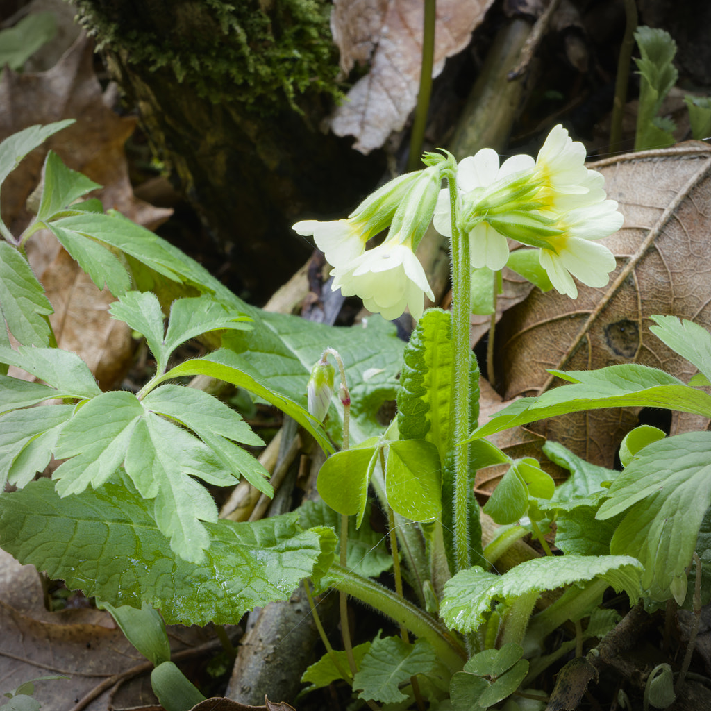 Cowslip_2 by Jörg Seyffert / 500px