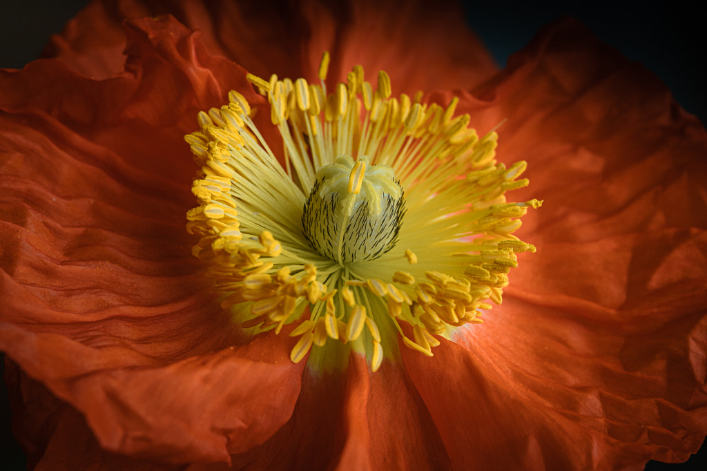 papaver by Verika / 500px
