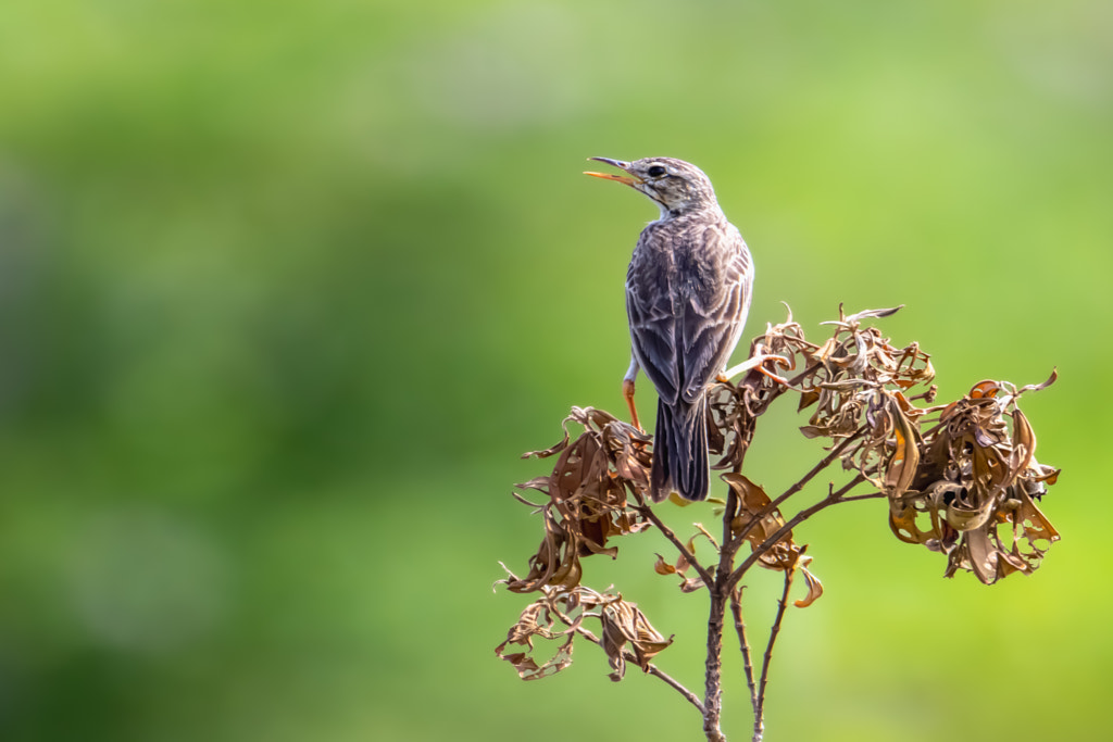 close-up of paddyfield pipit perching on tree by Erik Ding / 500px