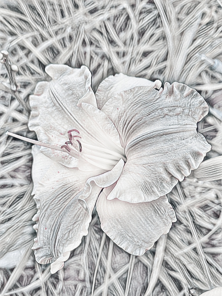 Another Abstract Daylily by Mary Green Kerr / 500px