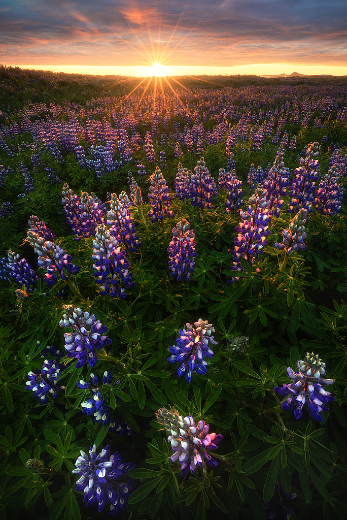Iceland Lupine Sunrise by Daniel Gastager / 500px