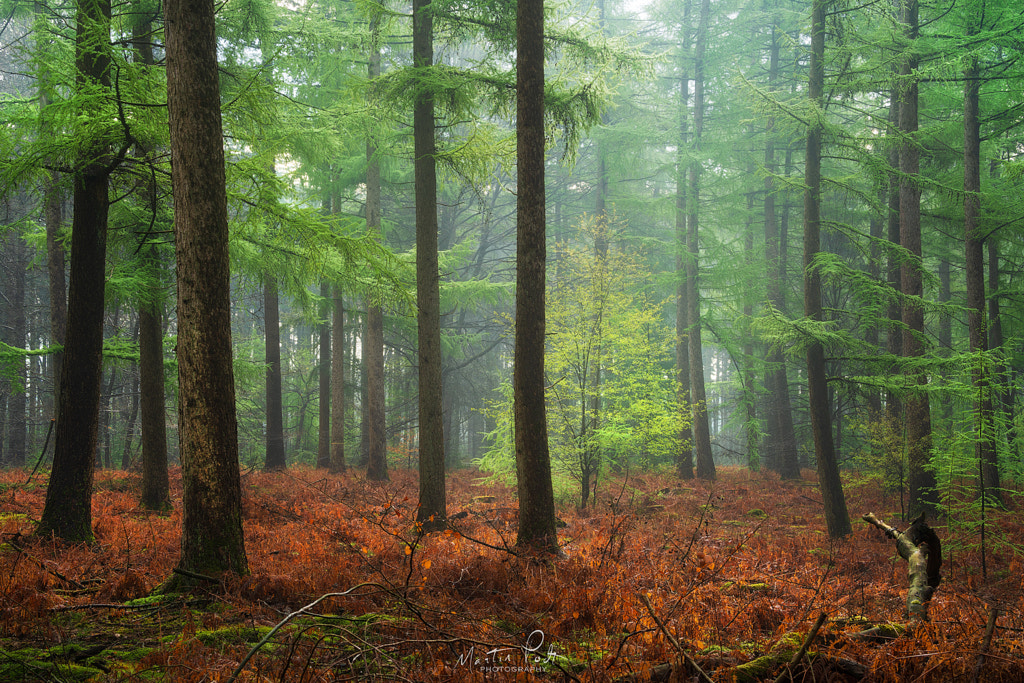 Fresh greens by Martin Podt / 500px