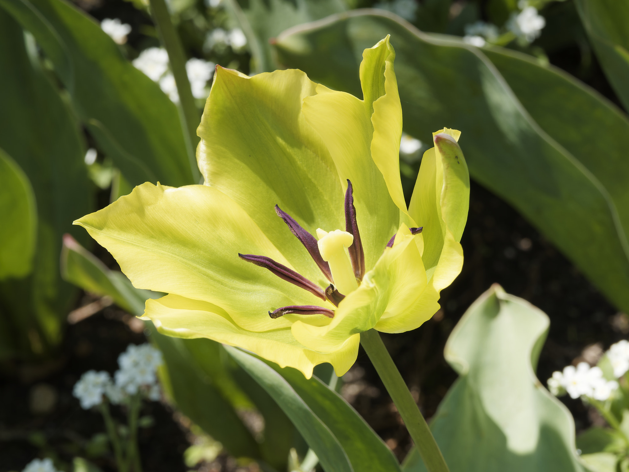 (Viridiflora tulip) - Elegant tulip 'Yellow spring green' by Marc ...