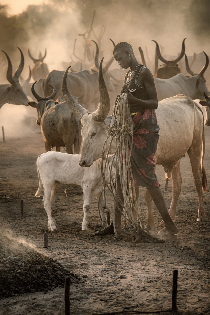 Tethering the cows by Trevor Cole / 500px