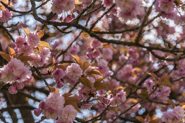 Frédéric Protat (fredericprotat) Profile / 500px
