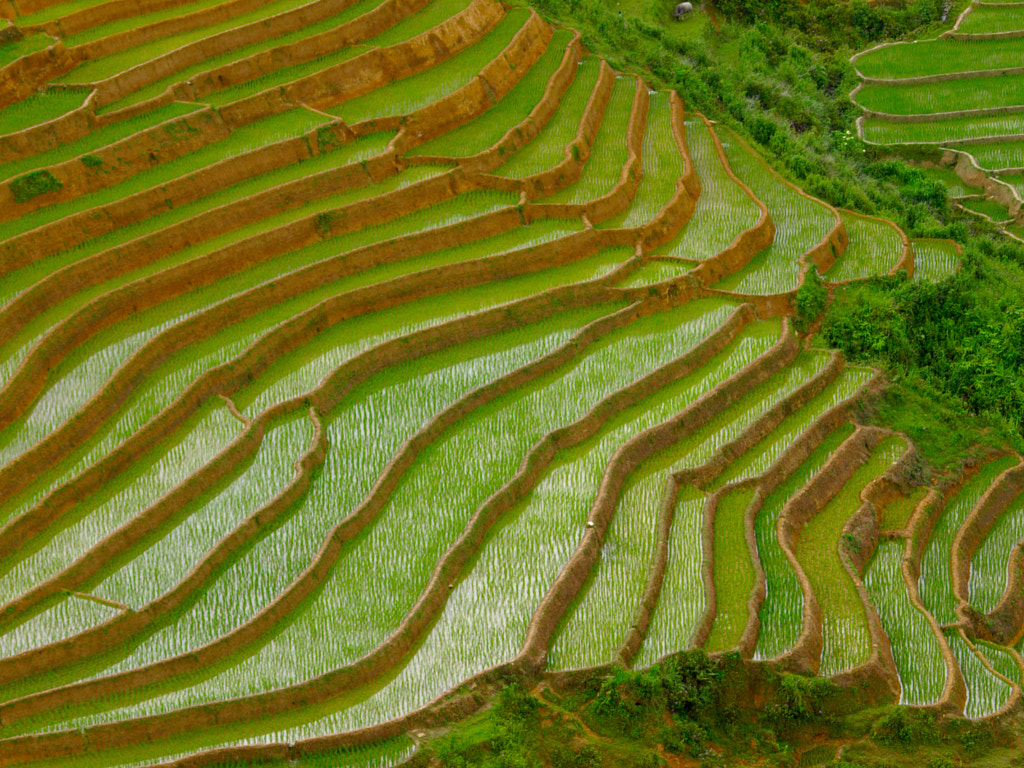 rice grove in the mountains of north vietnam by anotherlook72 / 500px