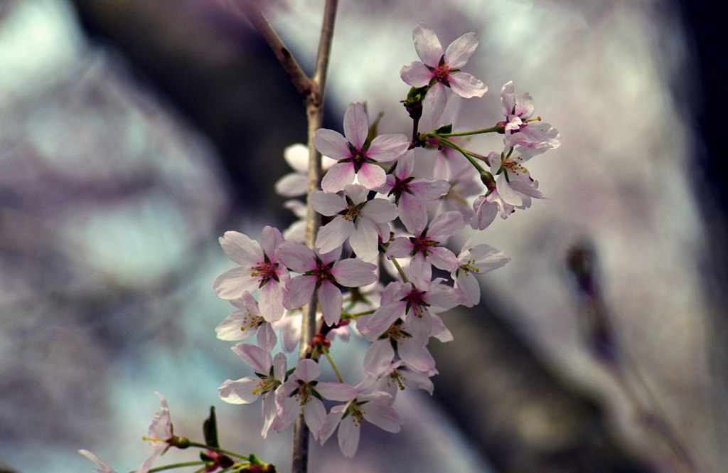 spring blossoms by Mirjana / 500px