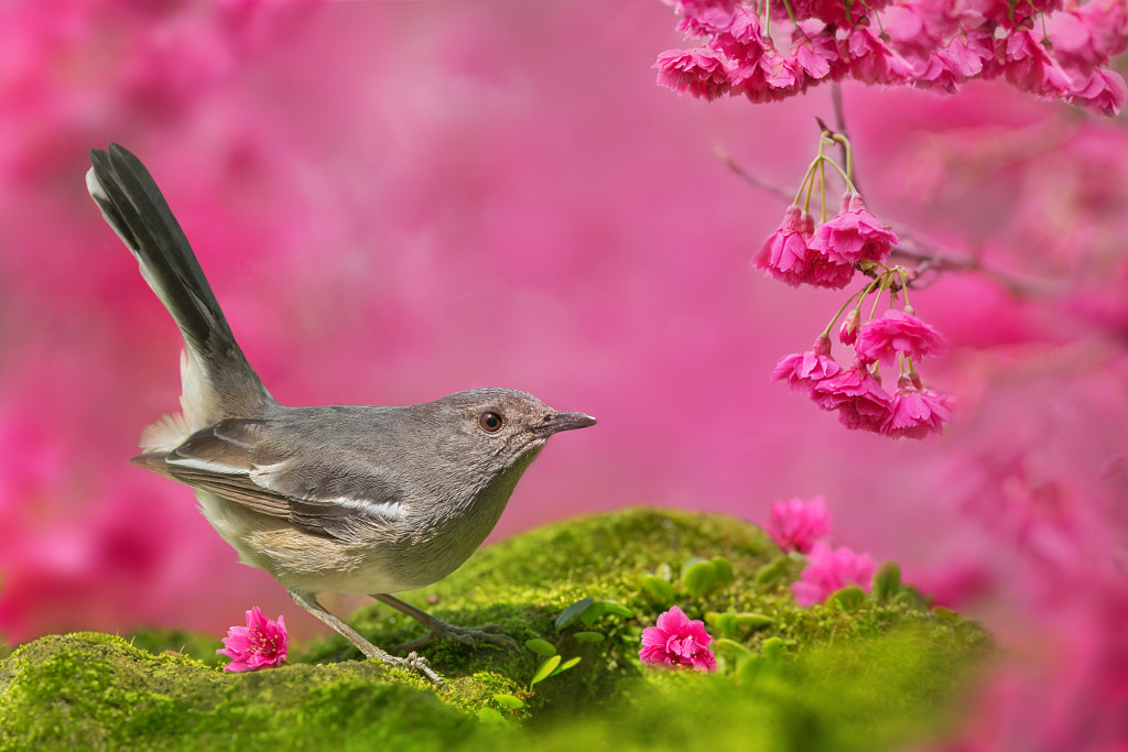Spring Bird by Sue Hsu / 500px