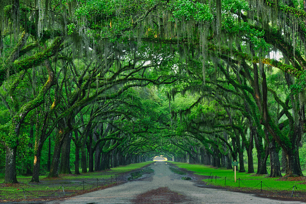 Light at the end of tree tunnel by yltang / 500px