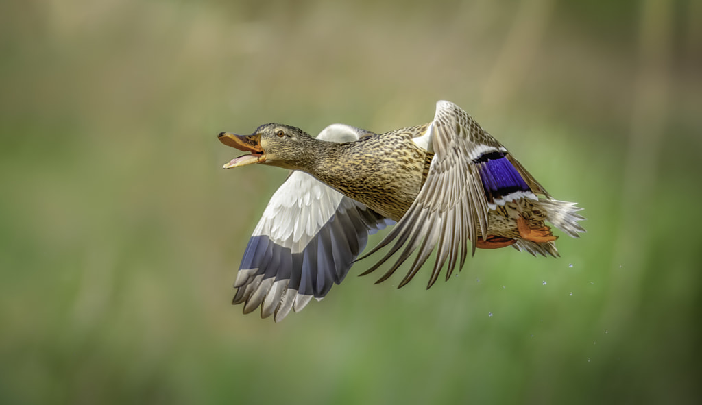 On-the-Move by Jeff Graham / 500px