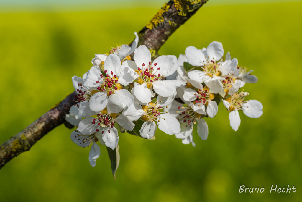 Birnenblüten (Pyrus communis) by Bruno Hecht / 500px