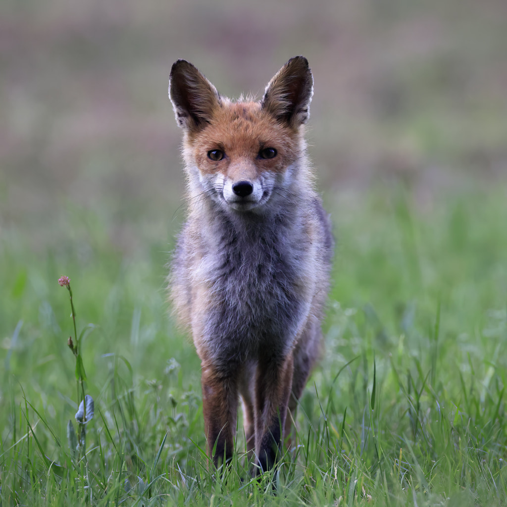 Fox in the grass by Alessandro Franzini / 500px