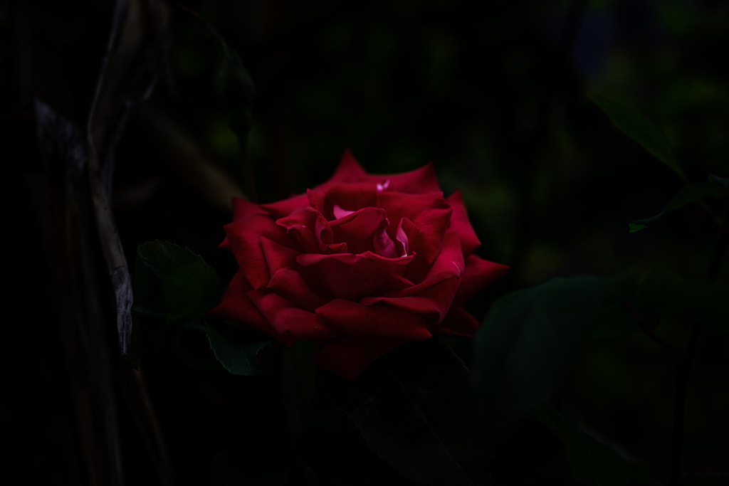 Close-up of rose by Mayuki Kawasumi / 500px
