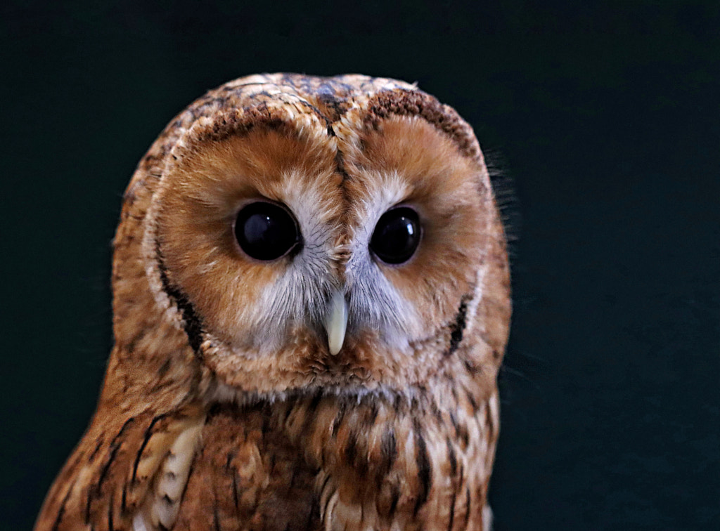 Tawny Owl by Dmitry R / 500px