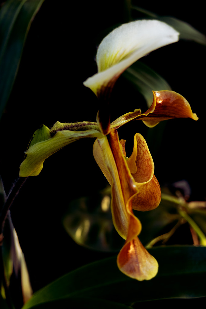 Orchid 41 (Paphiopedilum villosum Orchid) by Maple / 500px