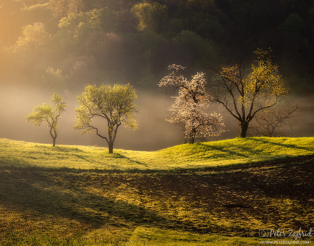 Glowy morning by Peter Zajfrid / 500px
