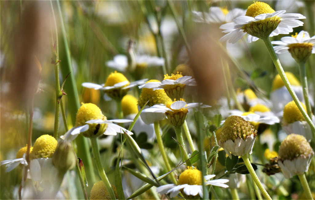 Flower meadow in spring - Part IIWiese VI by Karina Rauch / 500px