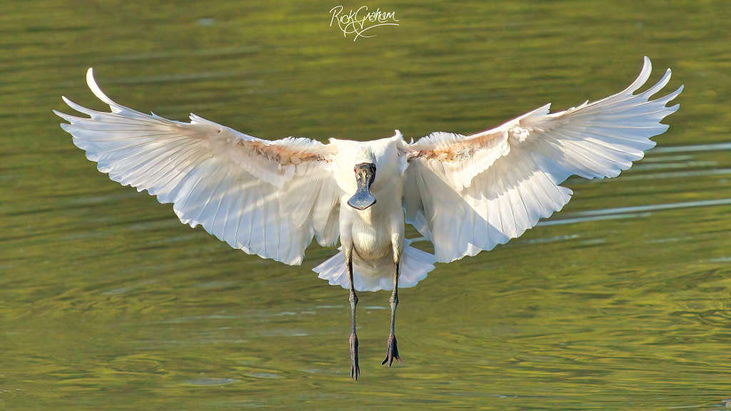 Endangered Angel by Rick C. Graham / 500px