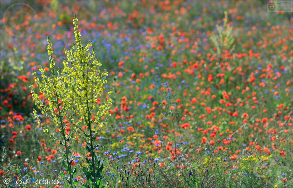 Tiempo de primavera - Spring time by Josu Perianes / 500px