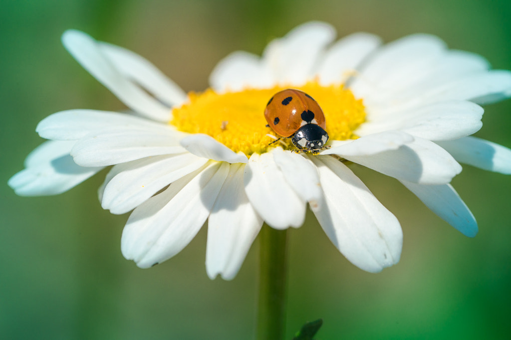 Ladybug by lzh / 500px
