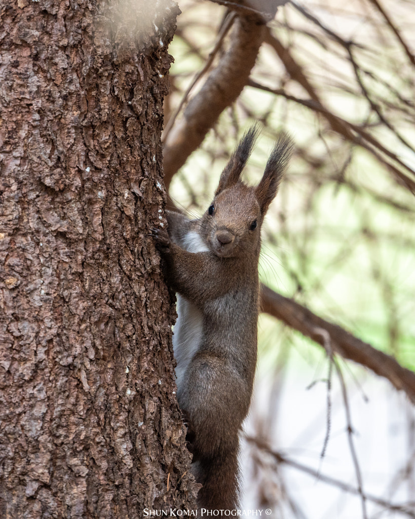 Ezo Red Squirrel in spring by shun komai / 500px