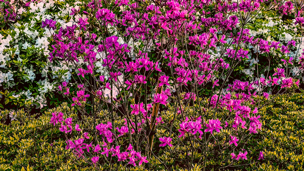 Azalea in full bloom. by Sakae Baba / 500px
