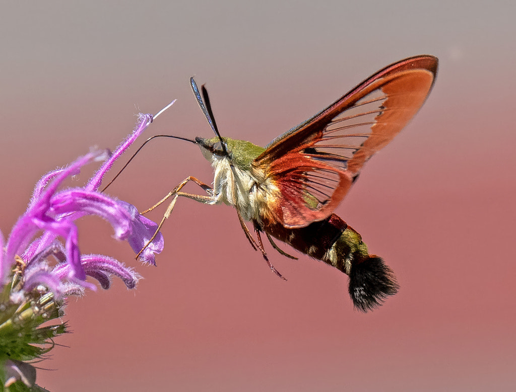 Humming Bird Moth Visitation by Dennis Bartsch / 500px