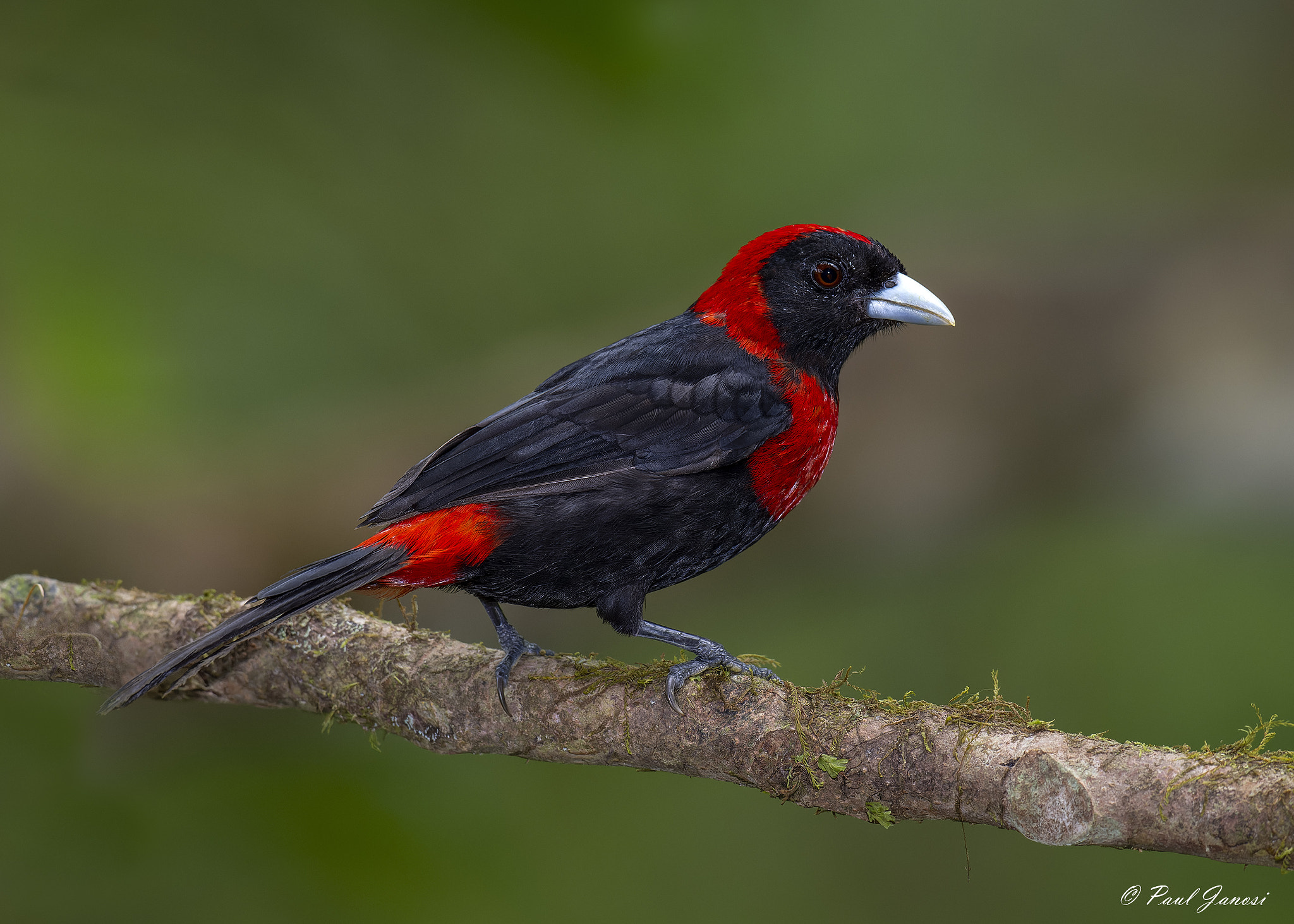 Crimson-collared Tanager by Paul Janosi / 500px