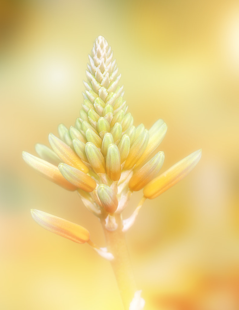 DSC_2179 Spring is in the air by Stan Balik / 500px