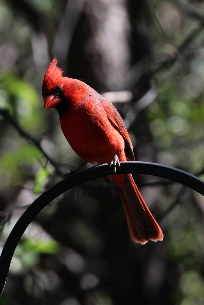 Male Red Cardinal by Kim Barry / 500px