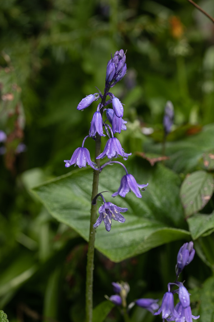 Bluebell in the rain by Damien Talbot / 500px
