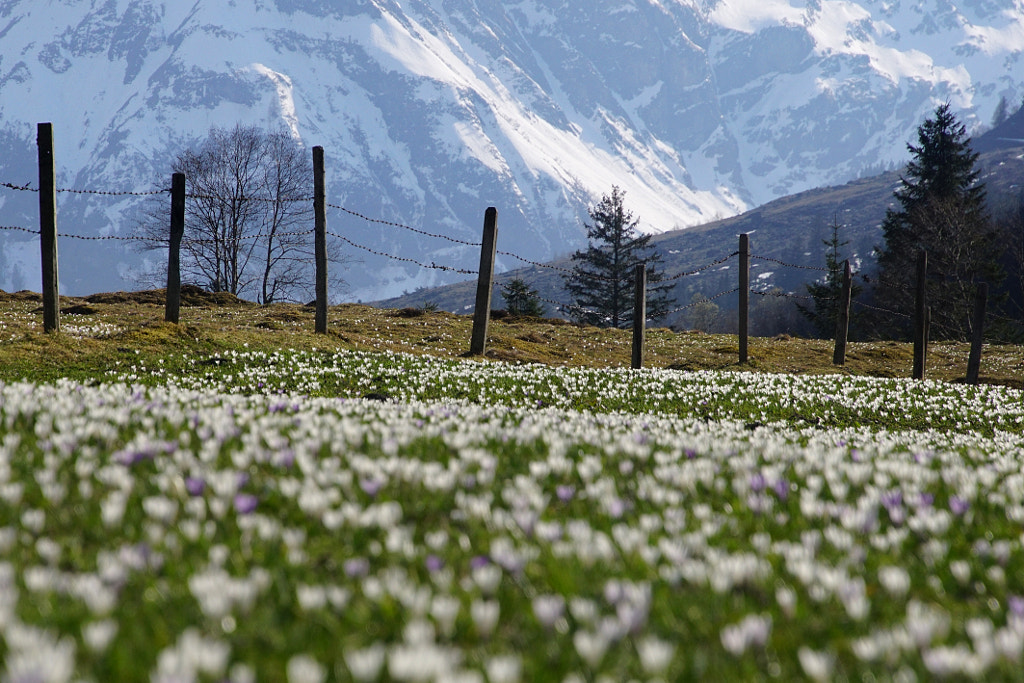 weiß wie Schnee by richard thoma / 500px
