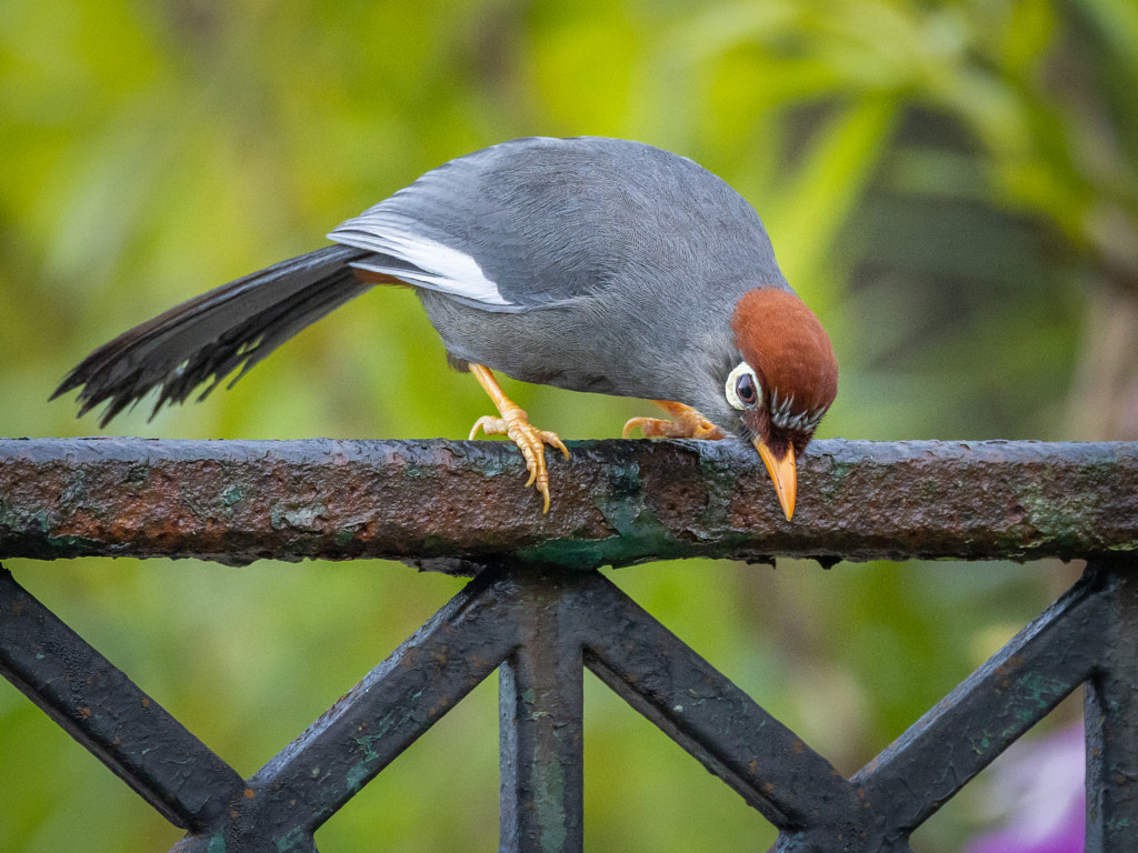 Chestnut-capped Laughingthrush by BP Chua / 500px