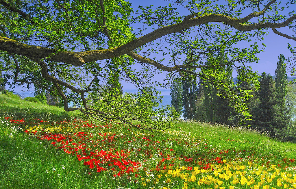 springtime by Rodolphe Tavernaro / 500px